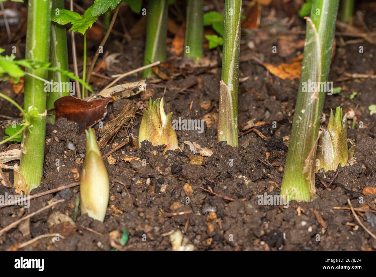 Sprout of Myoga (Zingiber mioga), Isehara City, Kanagawa Prefecture ...