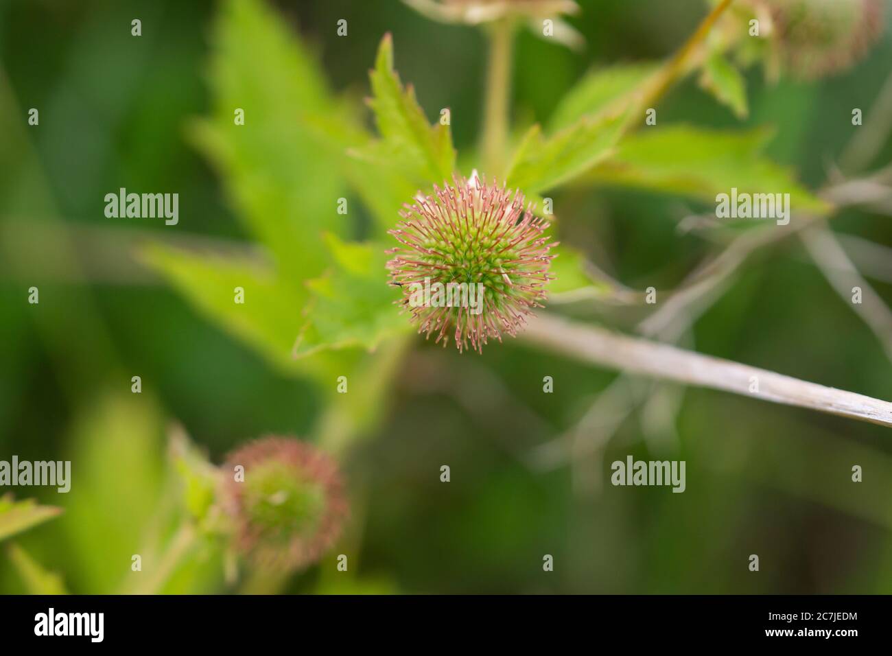 Rough avens hi-res stock photography and images - Alamy