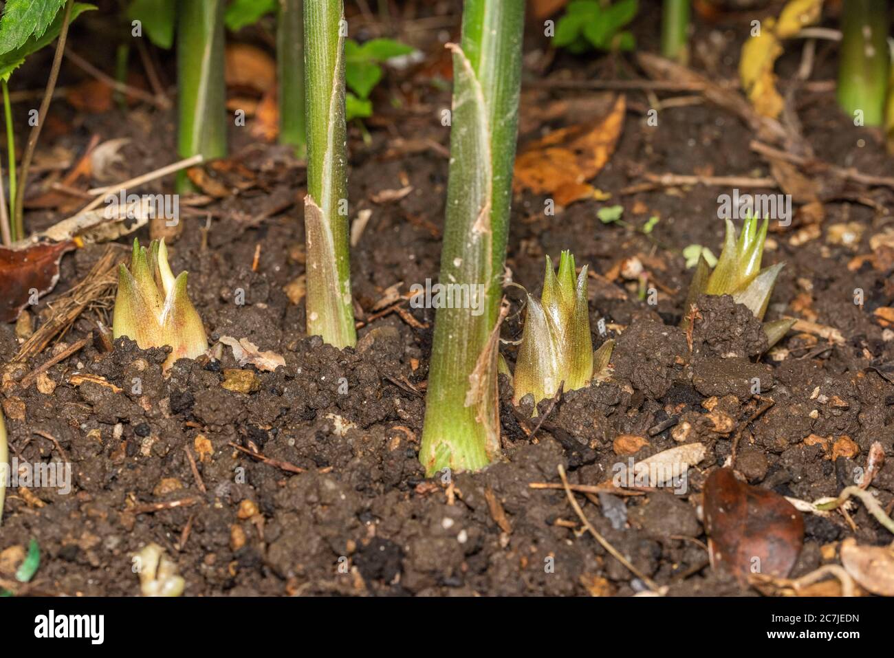 Sprout of Myoga (Zingiber mioga), Isehara City, Kanagawa Prefecture ...