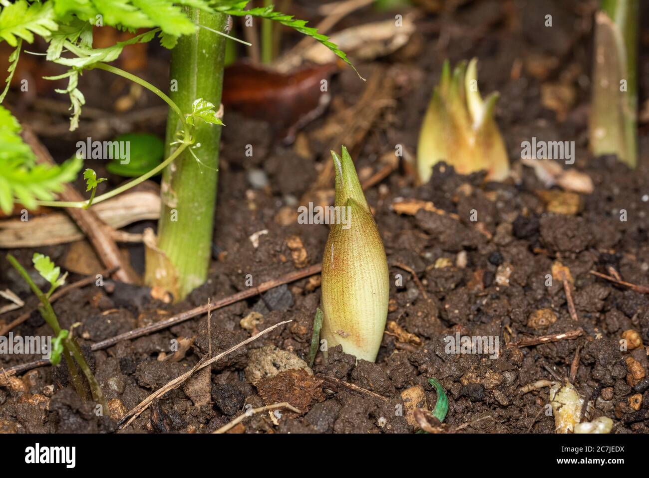 Zingiber mioga hi-res stock photography and images - Alamy