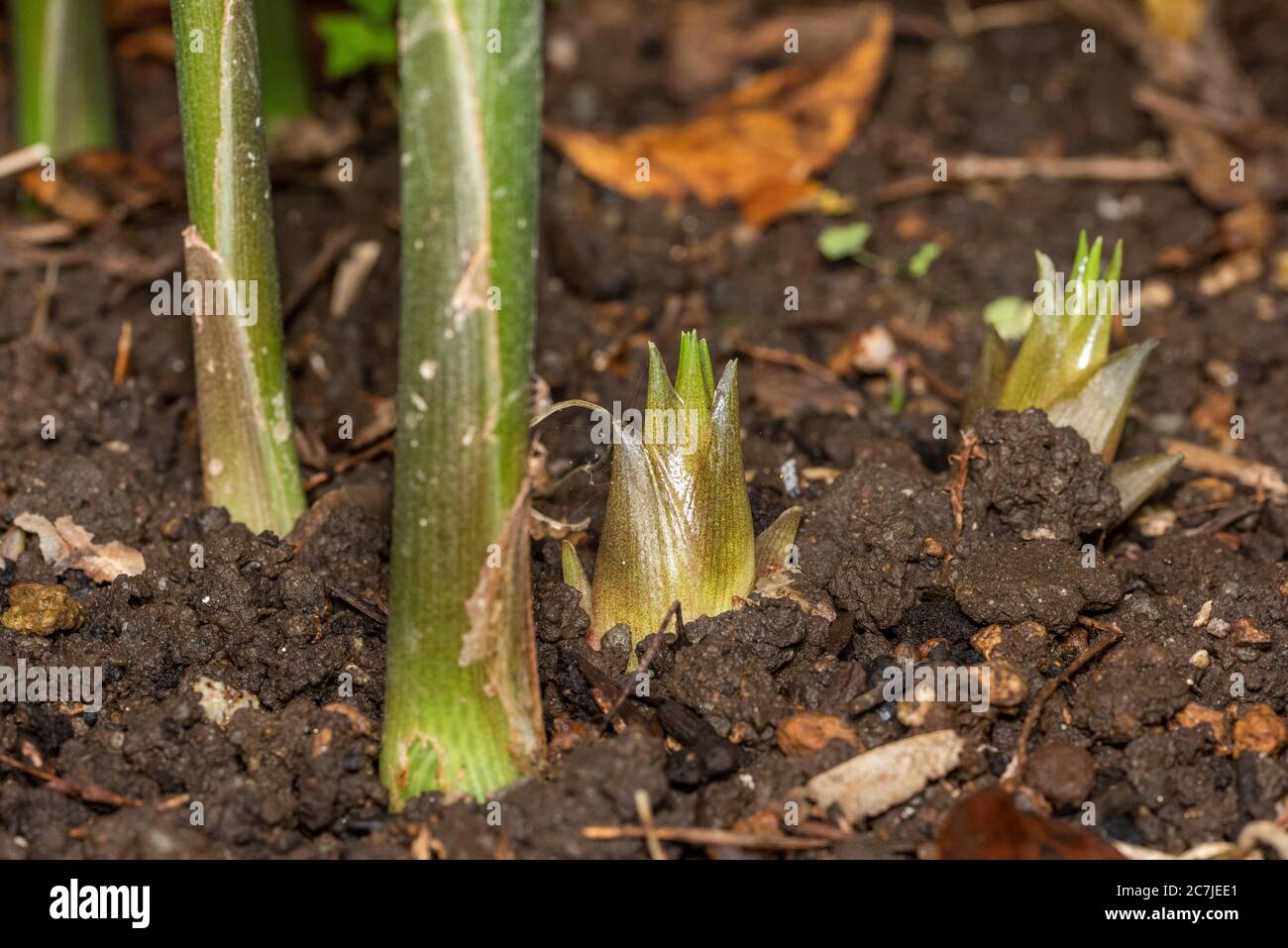 Zingiber mioga ginger plant hi-res stock photography and images - Alamy