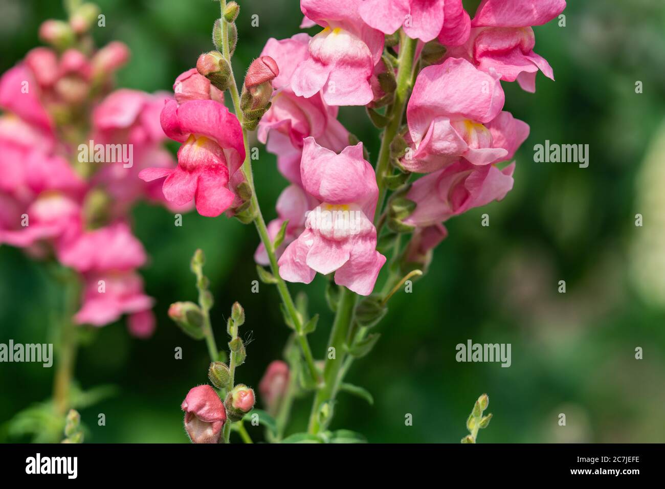 Flowers with bilateral symmetry hi-res stock photography and images - Alamy