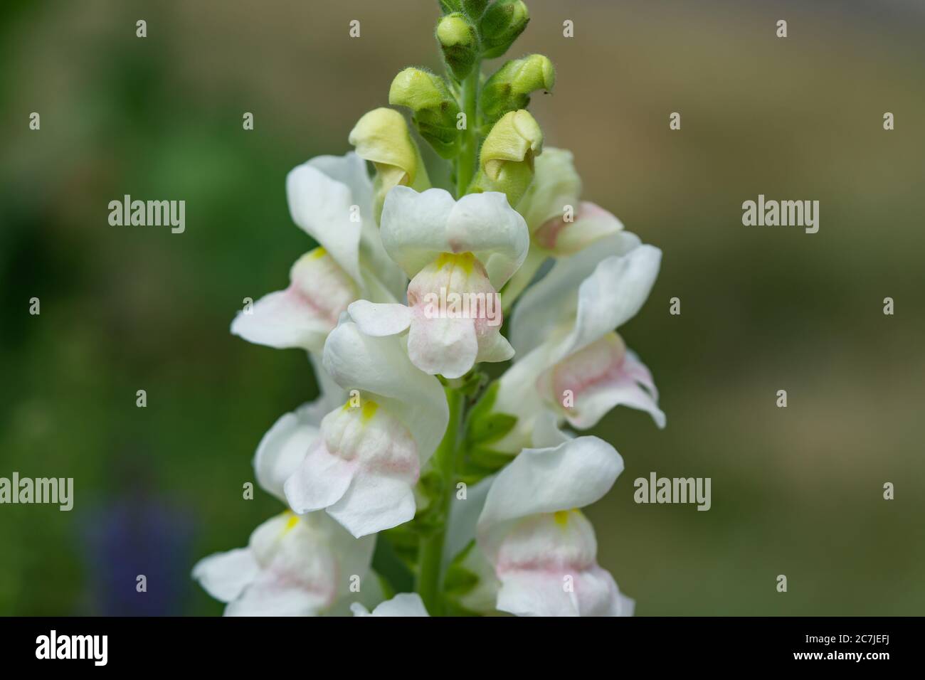 Flowers with bilateral symmetry hi-res stock photography and images - Alamy