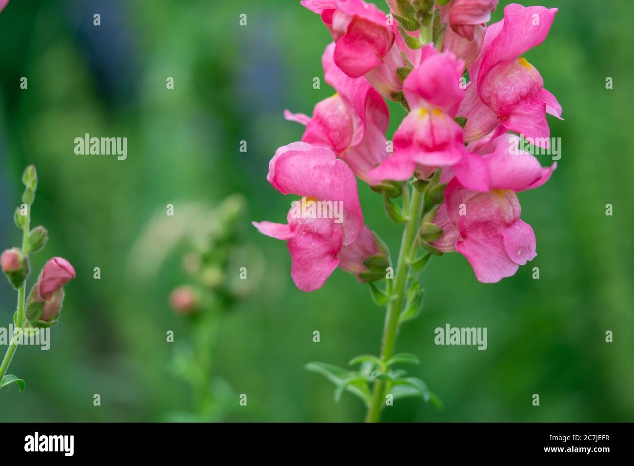 Bilateral symmetry flowers hi-res stock photography and images - Alamy