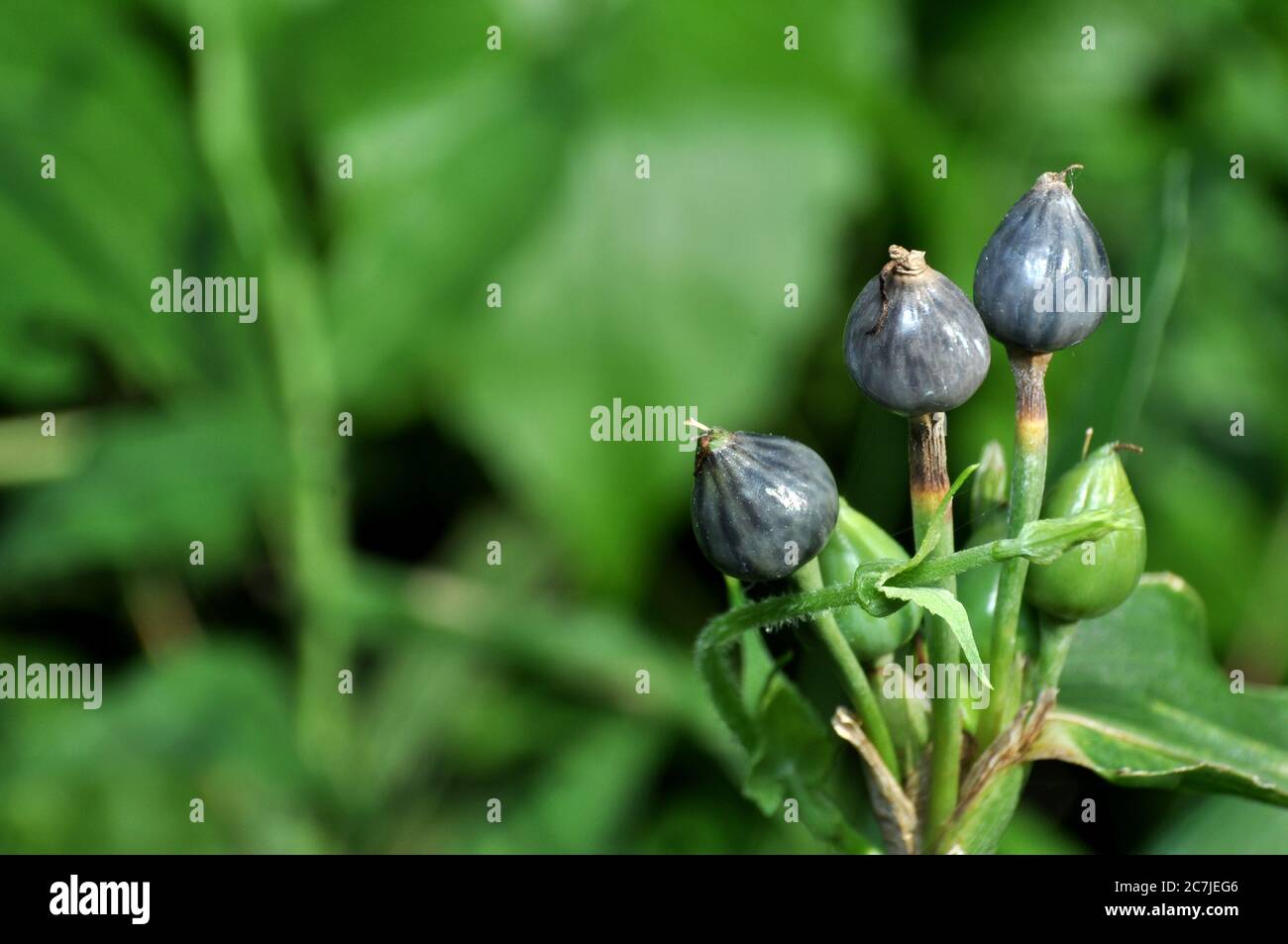 Jobs tears seeds hi-res stock photography and images - Alamy