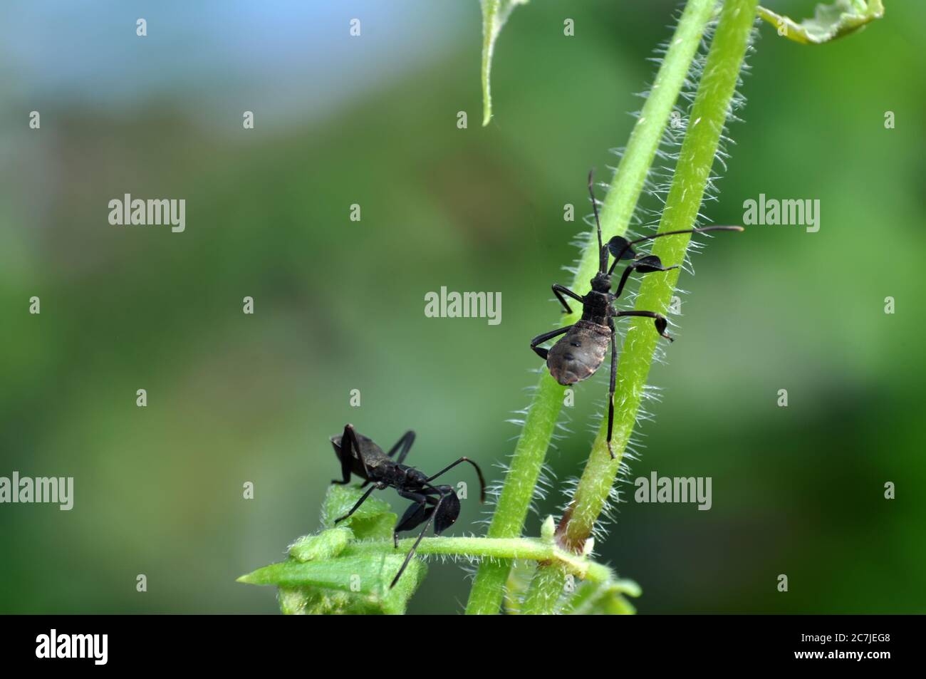 Shield beetle young hi-res stock photography and images - Alamy
