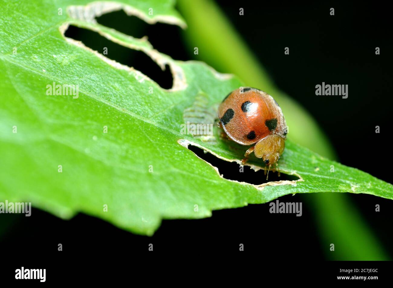 Bugs stock photos hi-res stock photography and images - Alamy