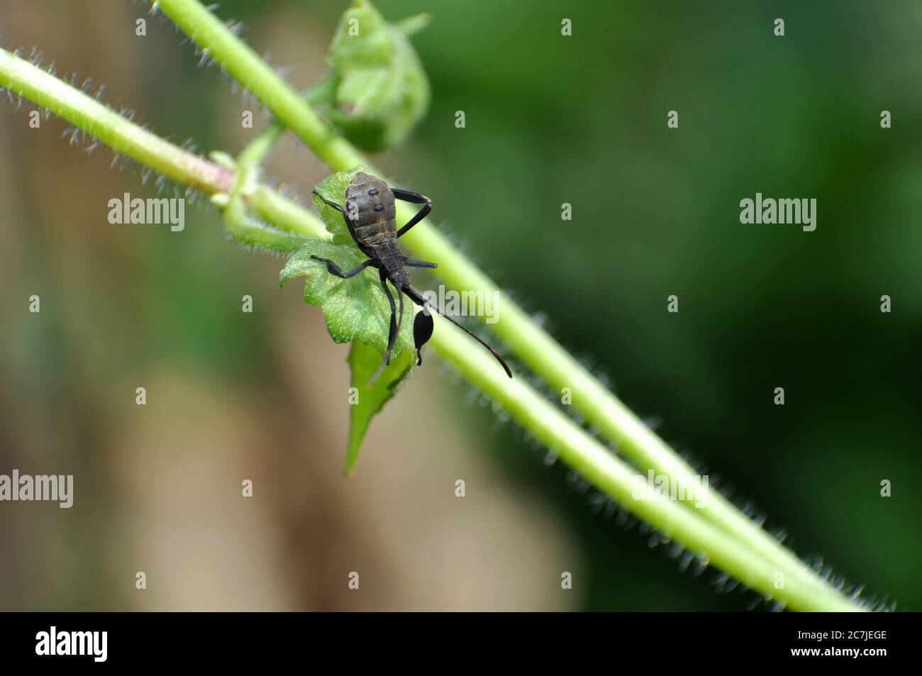 Green true bug little hi-res stock photography and images - Alamy