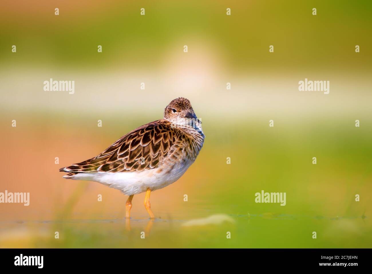 Colorful nature and birds. Common water bird. Colorful nature habitat ...