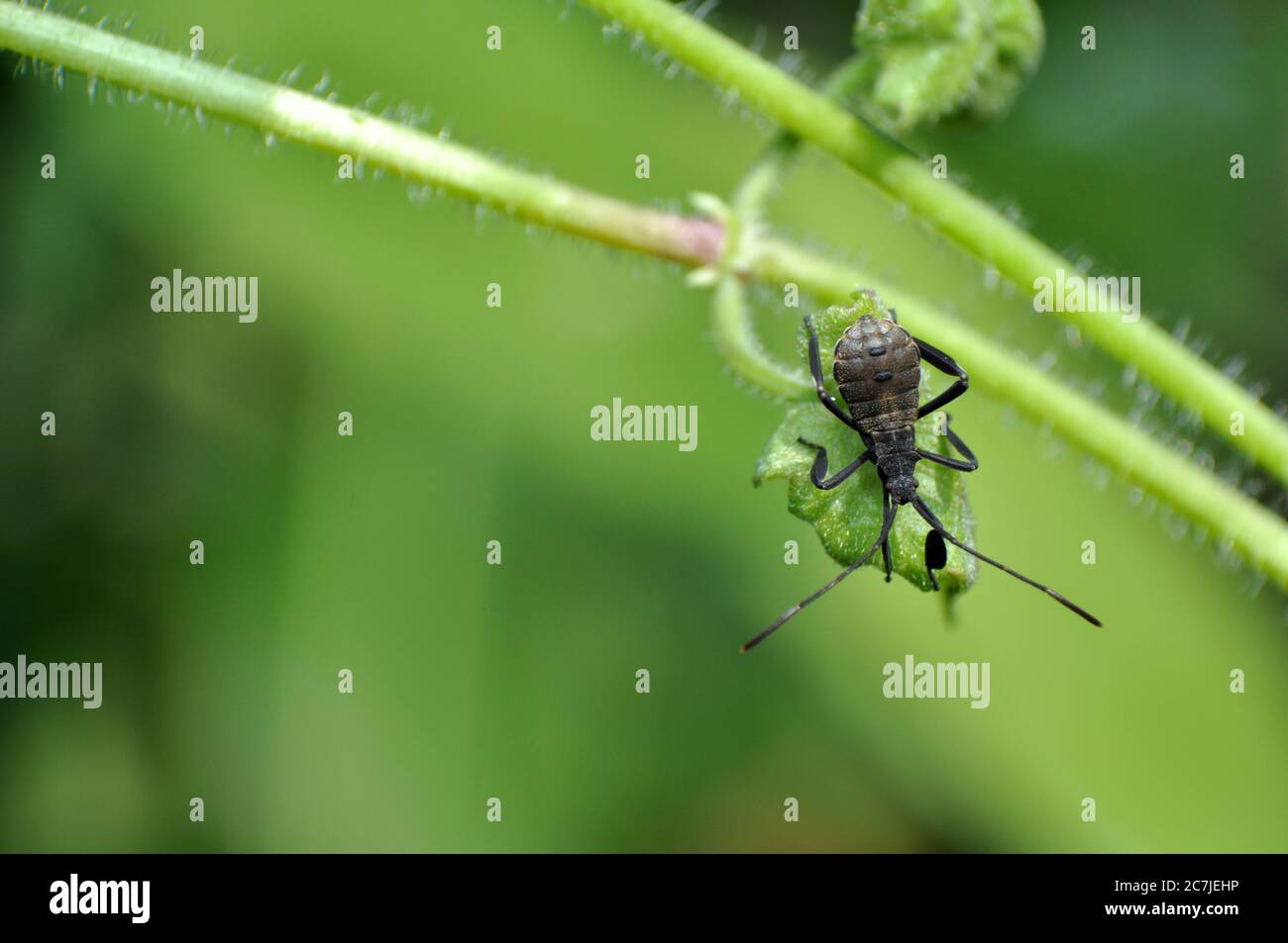 Green true bug little hi-res stock photography and images - Alamy