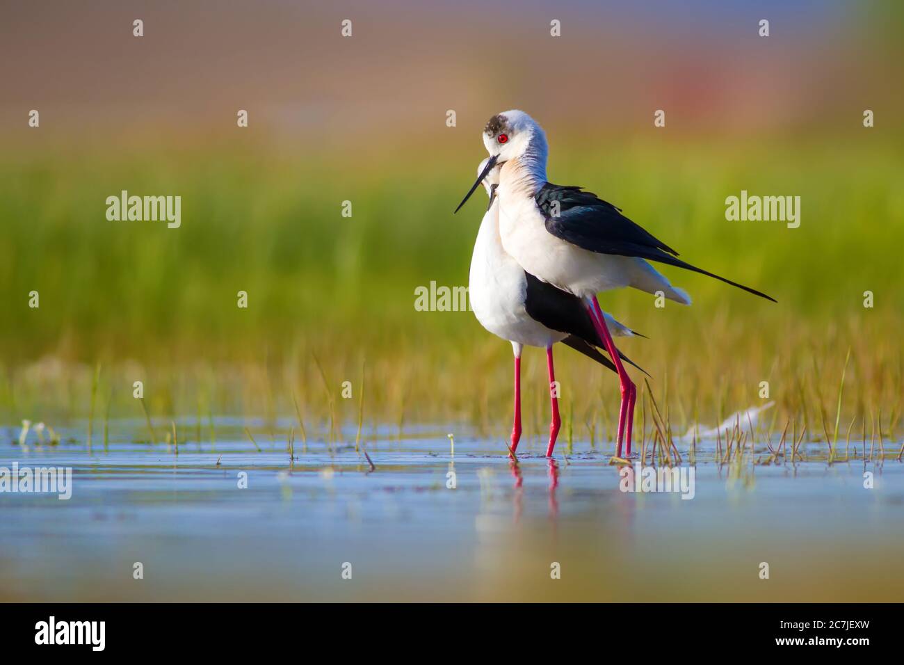 Common water bird. Natural Background. Bird: Black winged Stilt ...