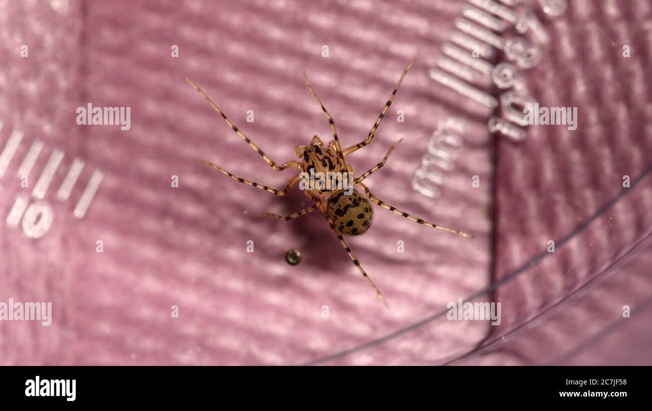 Spitting spider hi-res stock photography and images - Alamy