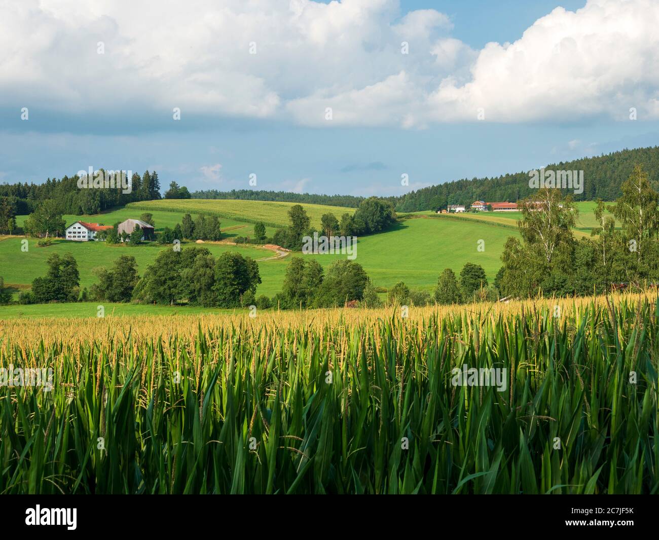 Landscape in the rain, Bavarian Forest, Bavaria, Germany Stock Photo ...