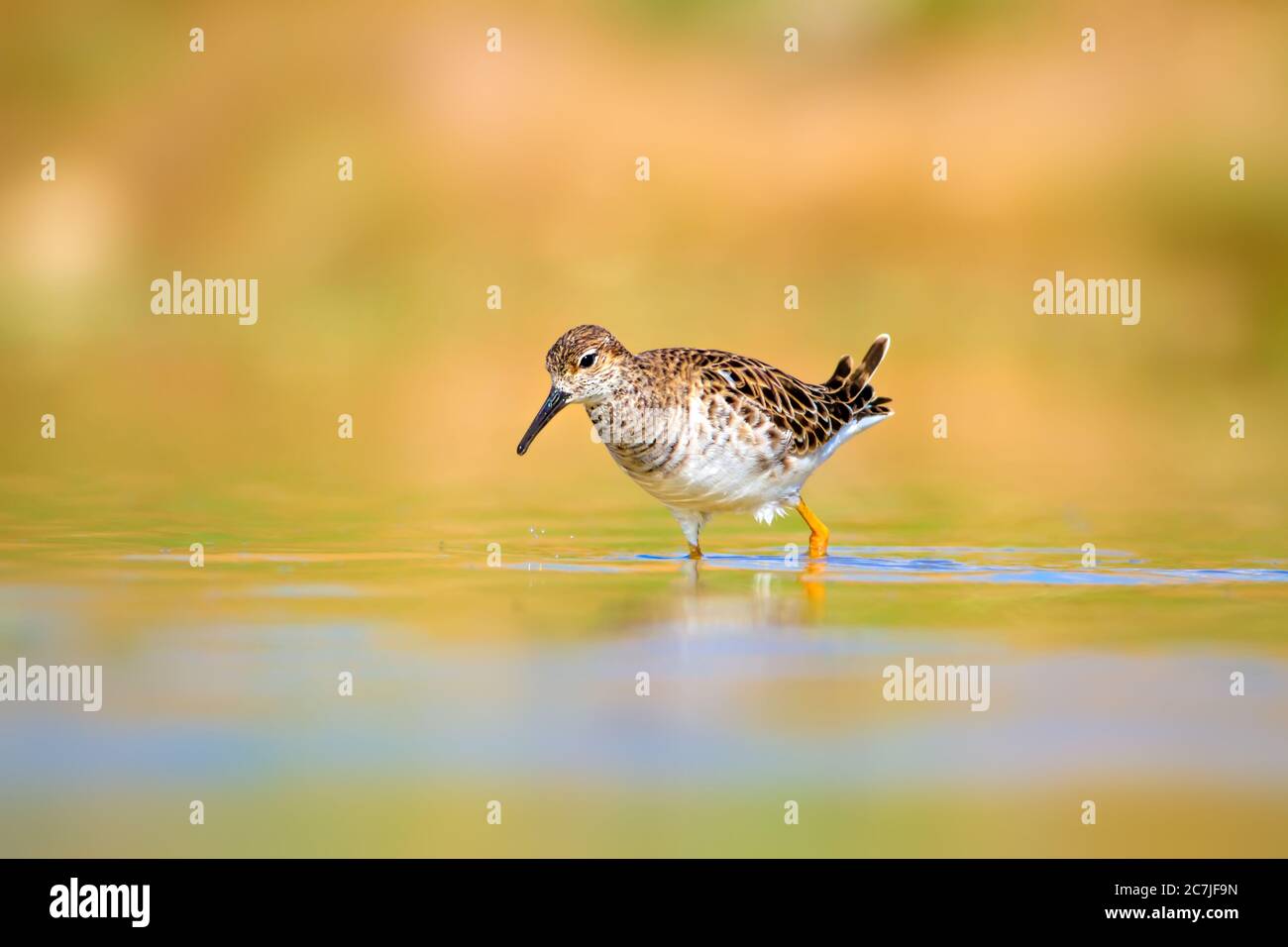Colorful nature and birds. Common water bird. Colorful nature habitat ...