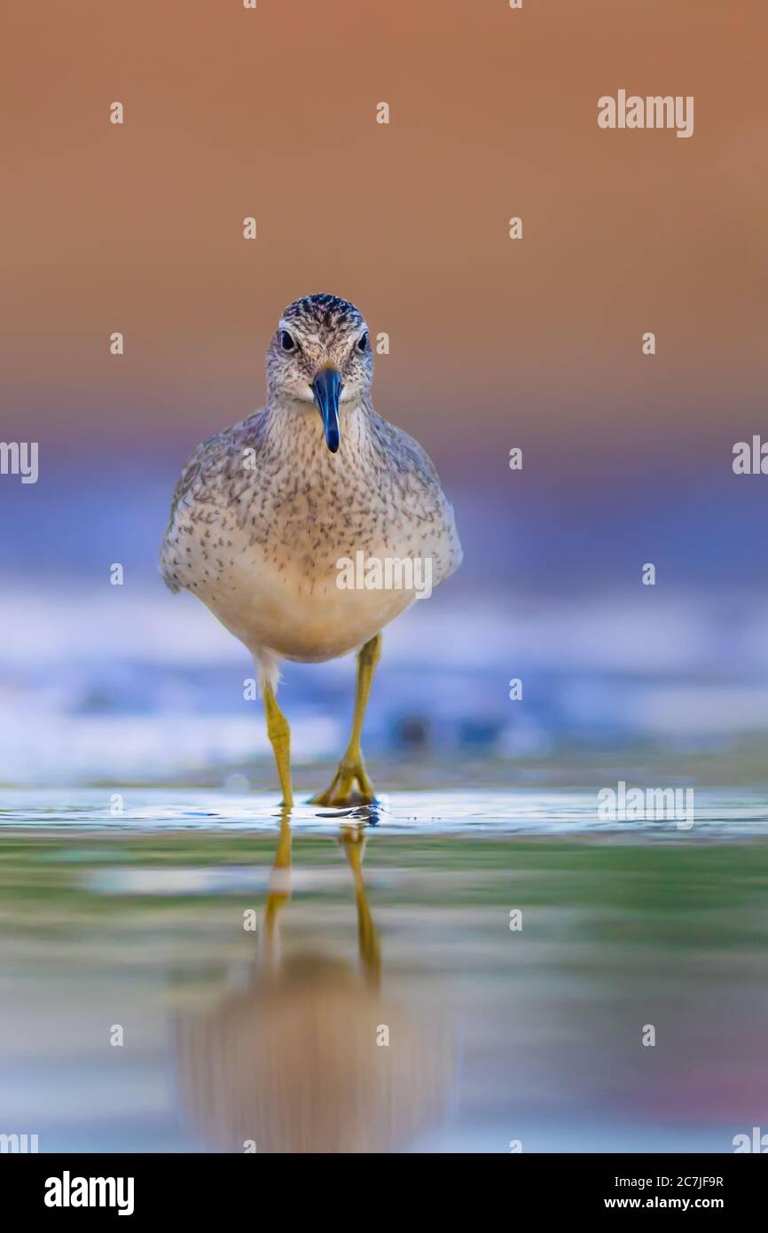 Water bird Red Knot. Colorful nature habitat background Stock Photo - Alamy