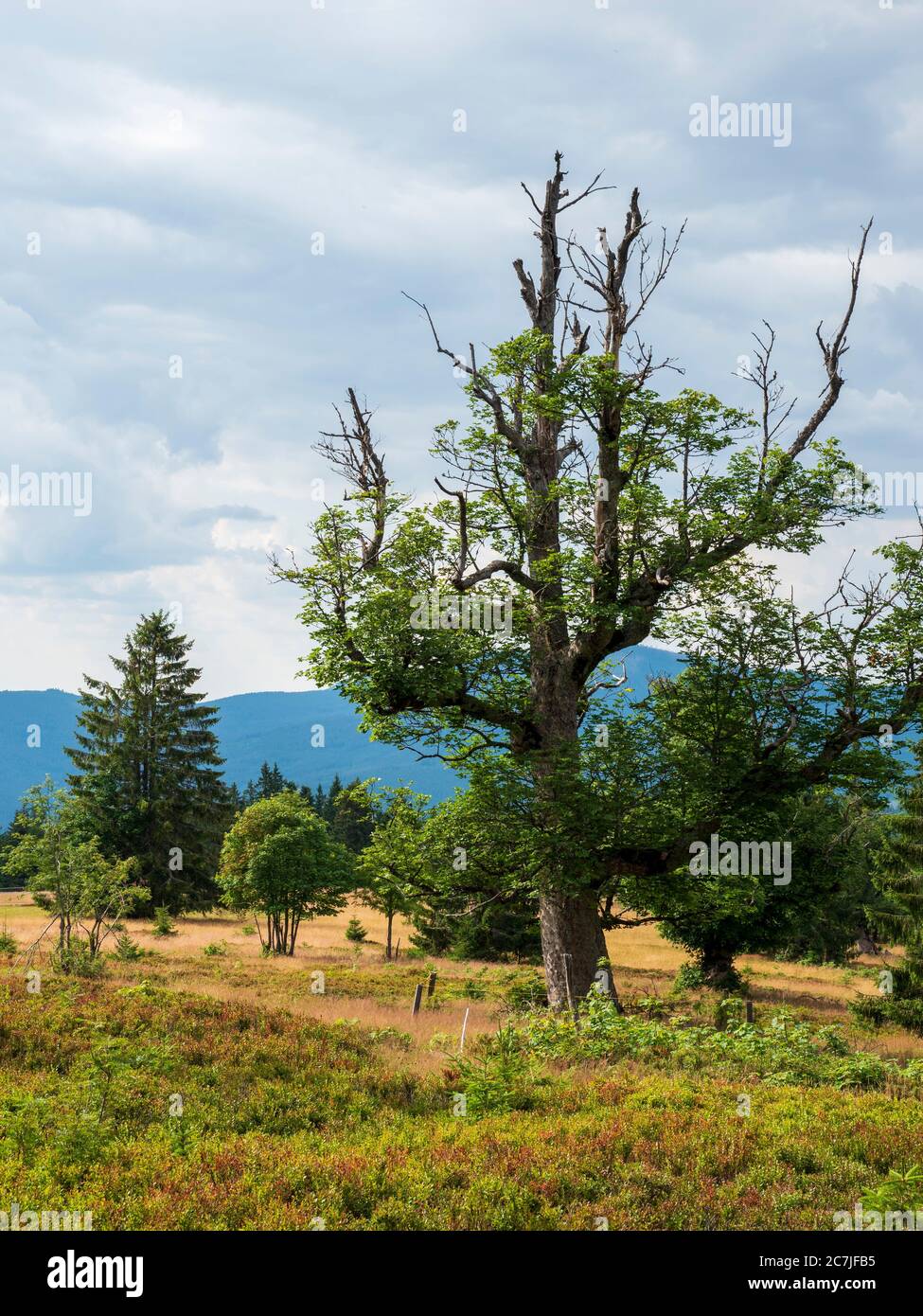 Ruckowitzschachten, Großer Falkenstein, National Park, Bavarian Forest ...