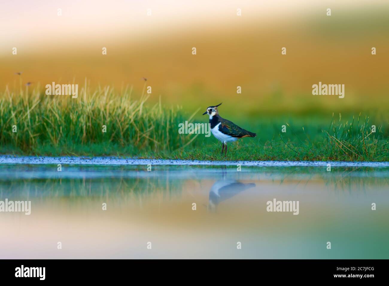 Water nature and birds.. Colorful nature background Stock Photo - Alamy