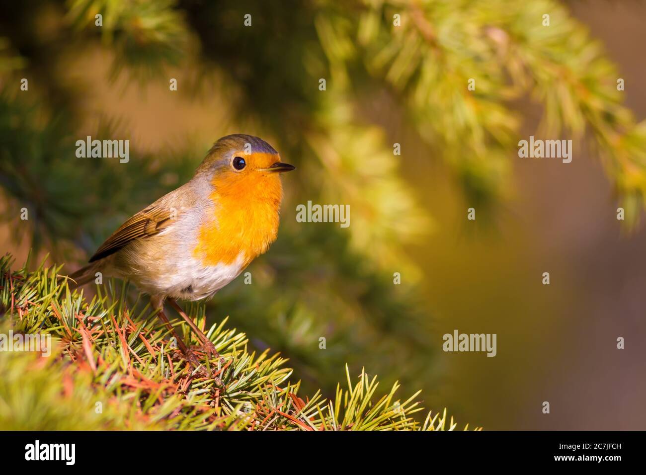 Nature and cute bird robin. Nature background. Bird: European Robin ...