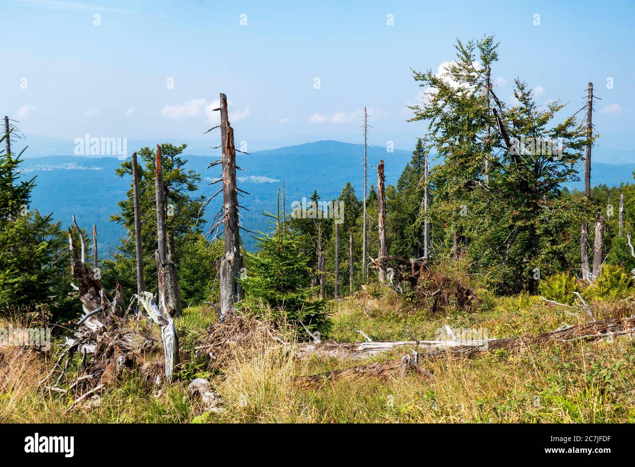 Rachel woods hi-res stock photography and images - Alamy