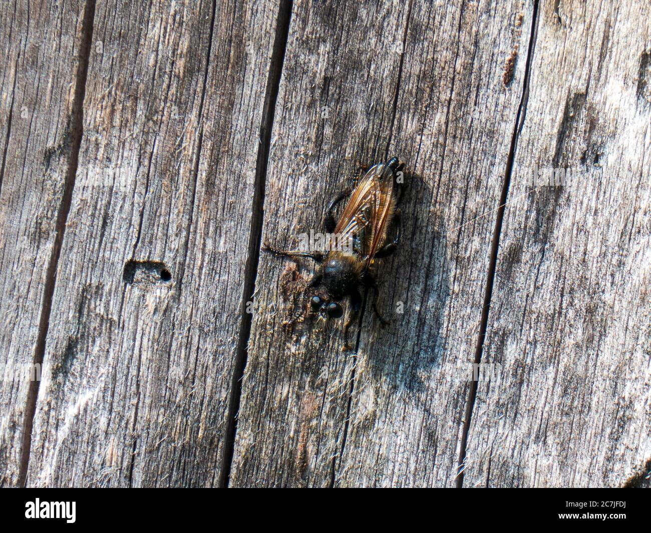 Insect died hi-res stock photography and images - Alamy