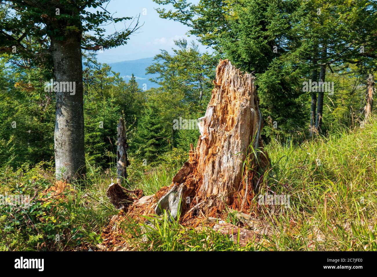 Rachel woods hi-res stock photography and images - Alamy