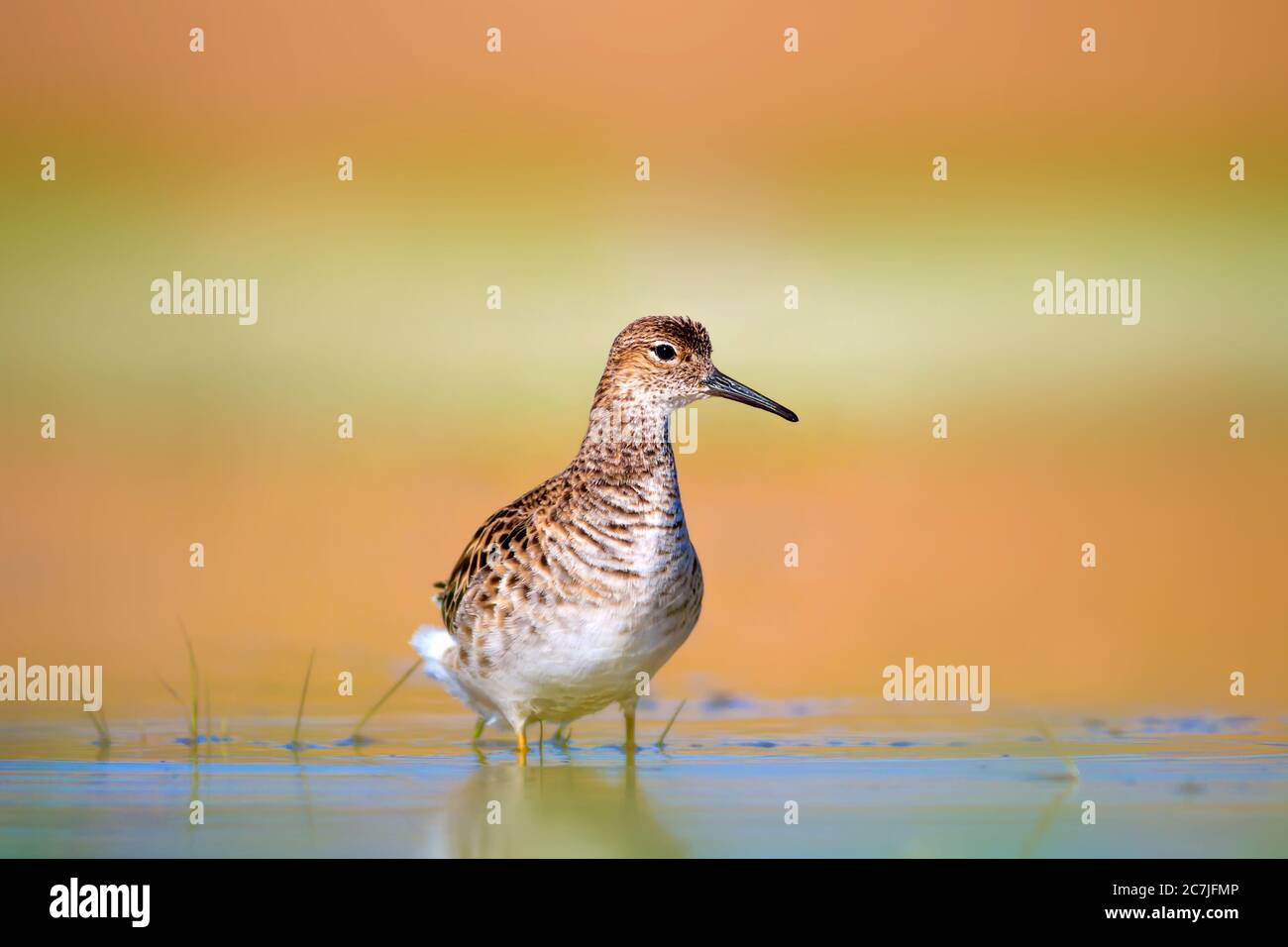 Colorful nature and birds. Common water bird. Colorful nature habitat ...