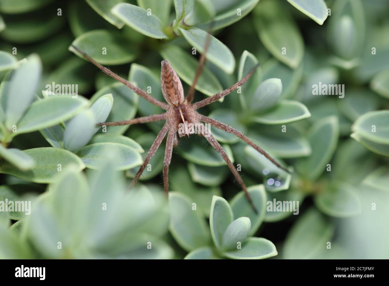 Nursery web spider (Pisaura mirabilis, female Stock Photo - Alamy