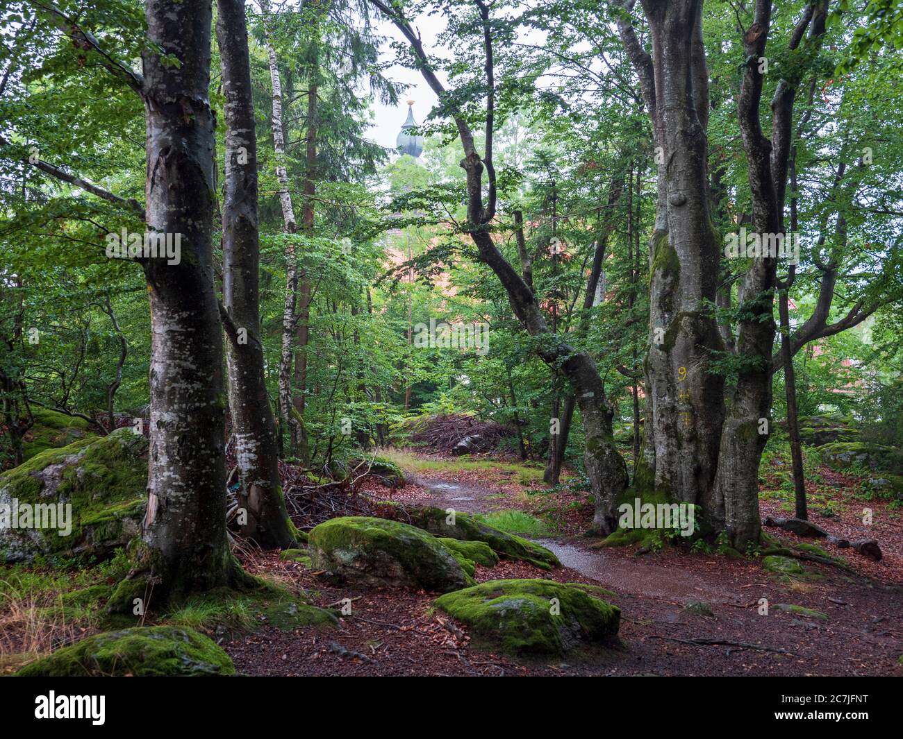 Bavarian forest national park tower hi-res stock photography and images ...