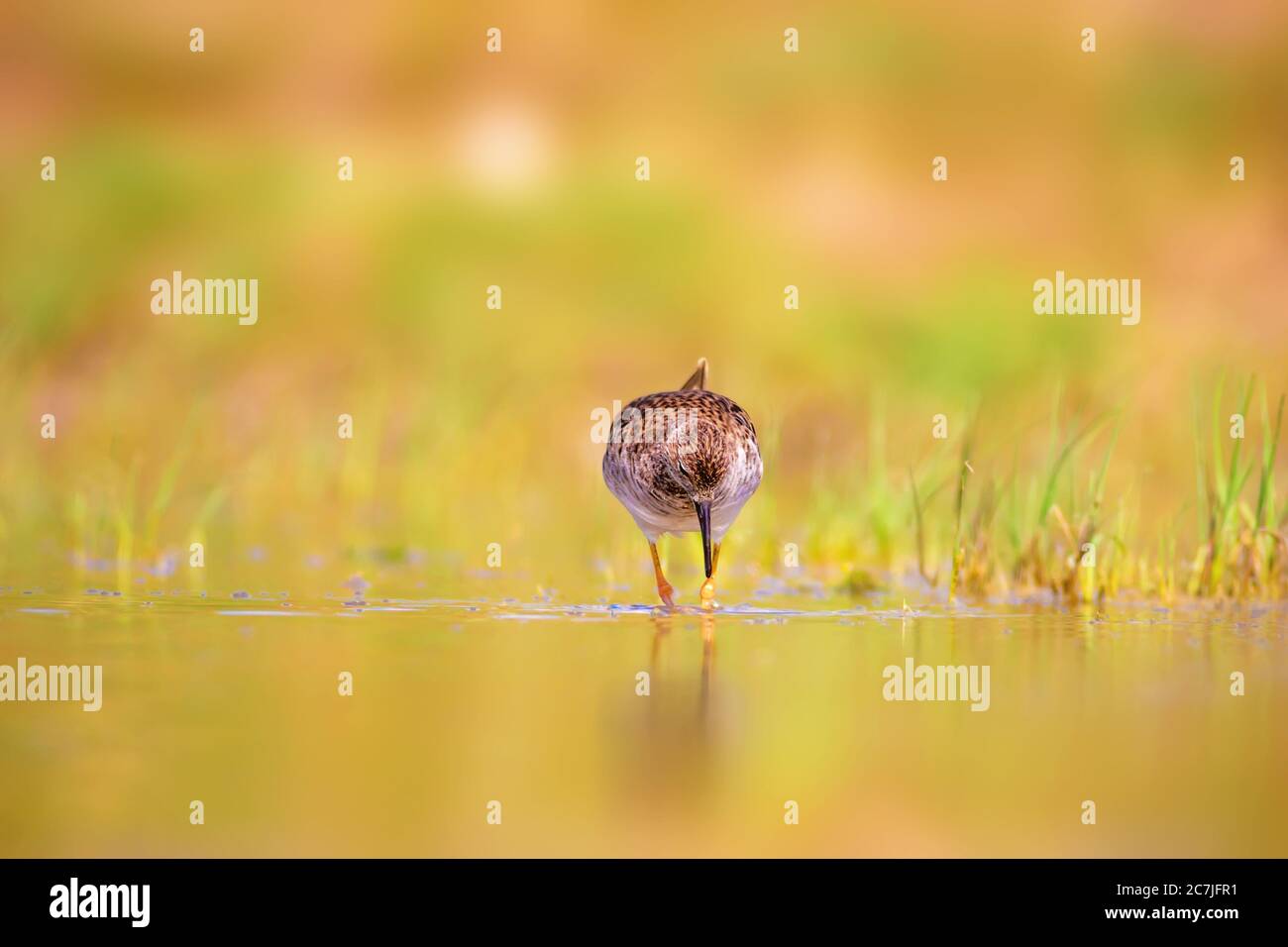 Colorful nature and birds. Common water bird. Colorful nature habitat ...