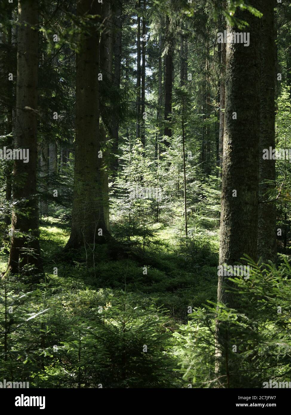 Bavarian wald hi-res stock photography and images - Alamy