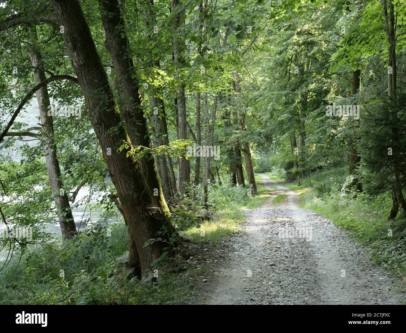 Forest river path germany hi-res stock photography and images - Alamy