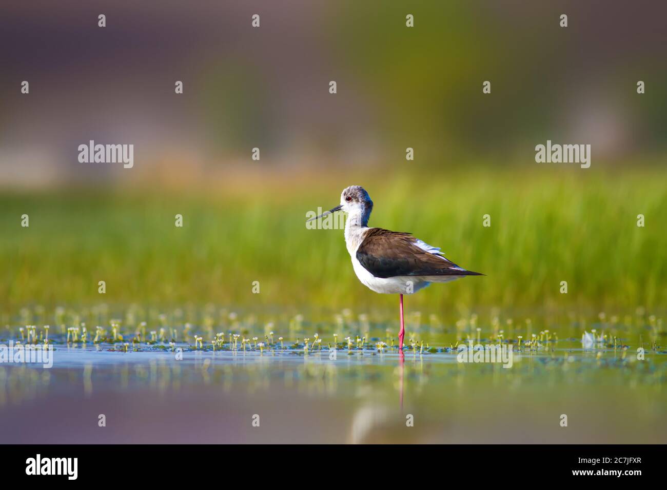 Common water bird. Natural Background. Bird: Black winged Stilt ...