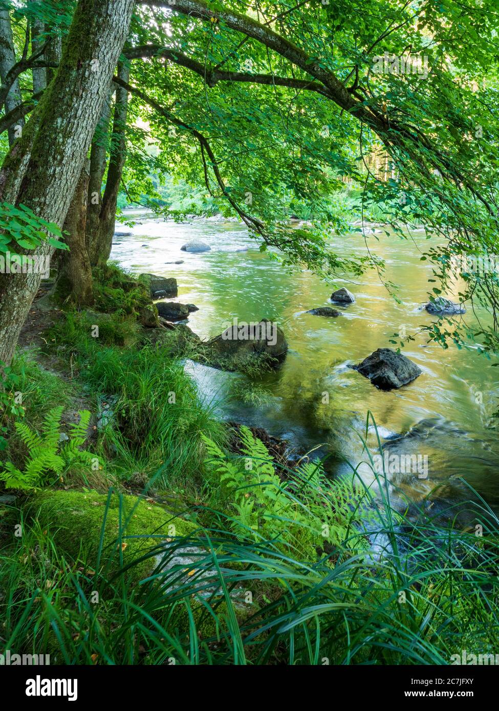 Bavarian woods hi-res stock photography and images - Alamy