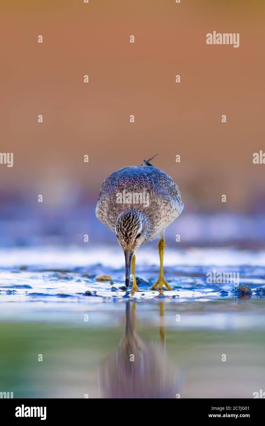 Water bird Red Knot. Colorful nature habitat background Stock Photo - Alamy