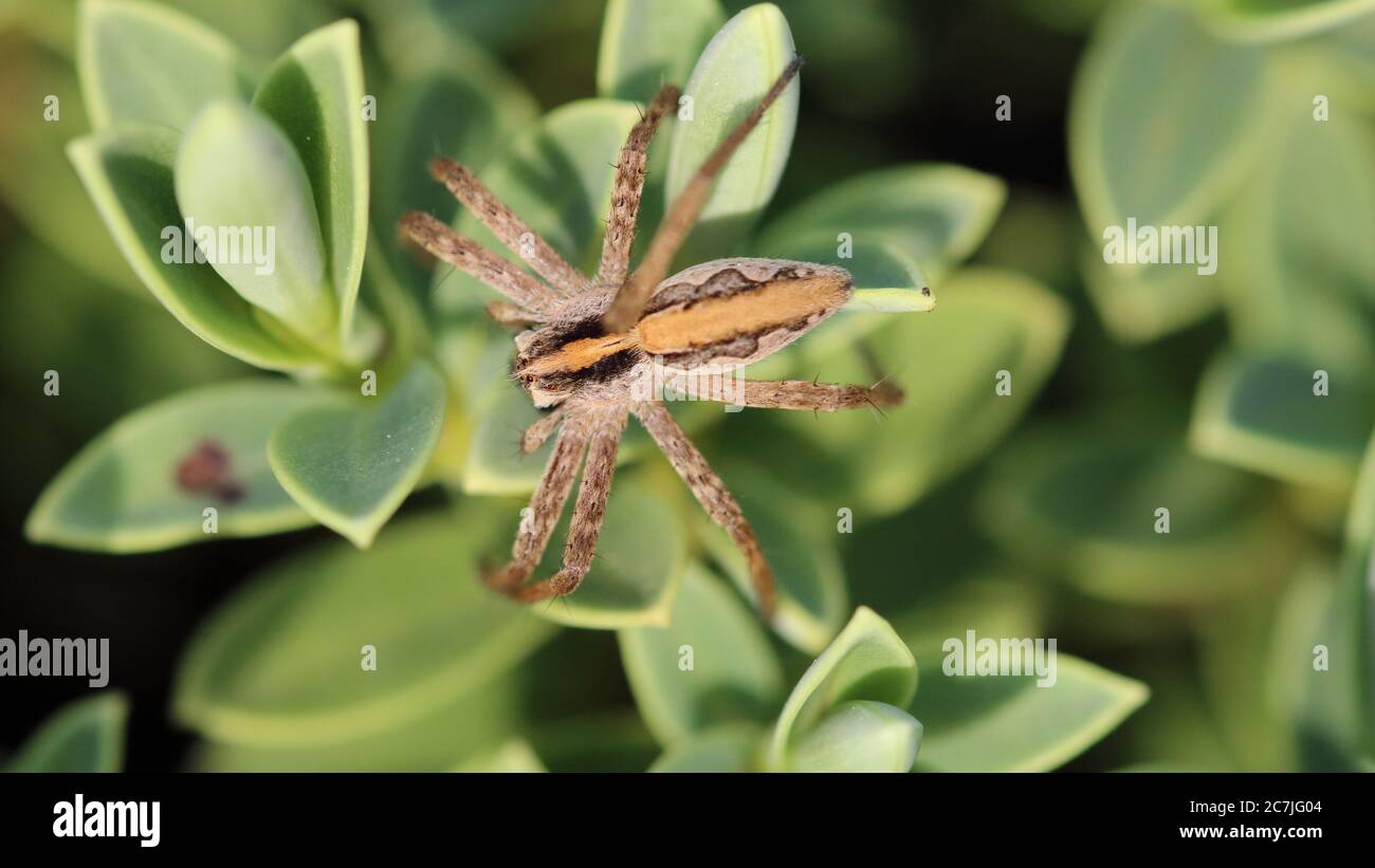 Nursery web spider (Pisaura mirabilis, female Stock Photo - Alamy