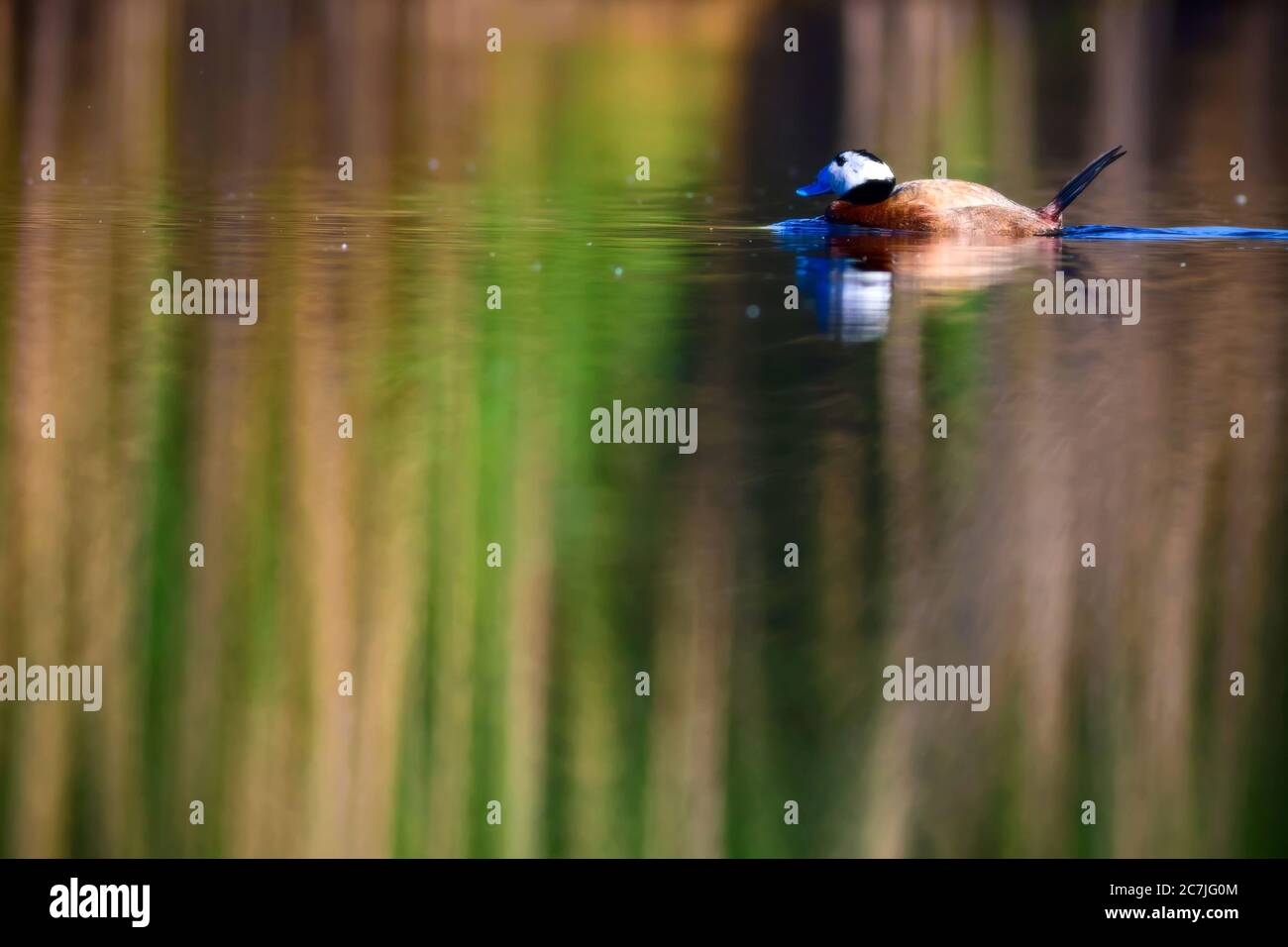Water nature and birds. Colorful nature background Stock Photo - Alamy