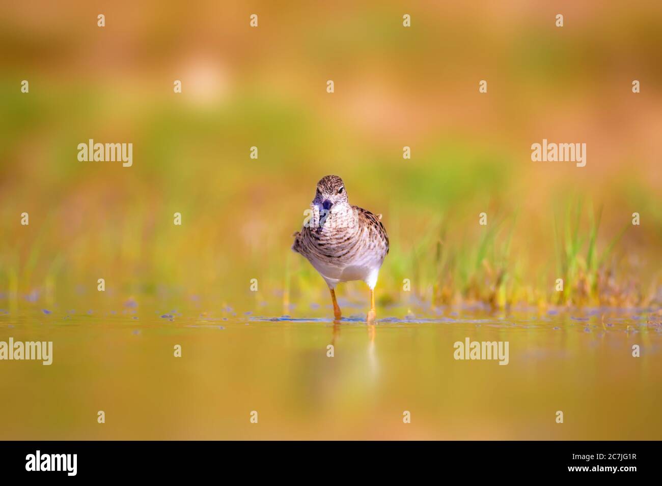 Colorful nature and birds. Common water bird. Colorful nature habitat ...