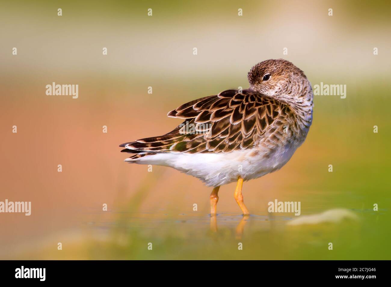 Colorful nature and birds. Common water bird. Colorful nature habitat ...