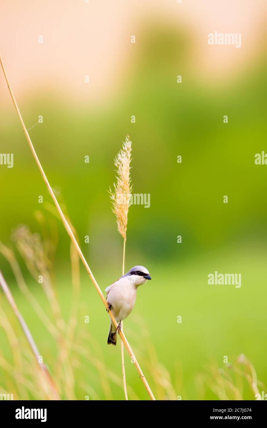 Nature and birds. Bird on branch. Nature background Stock Photo - Alamy