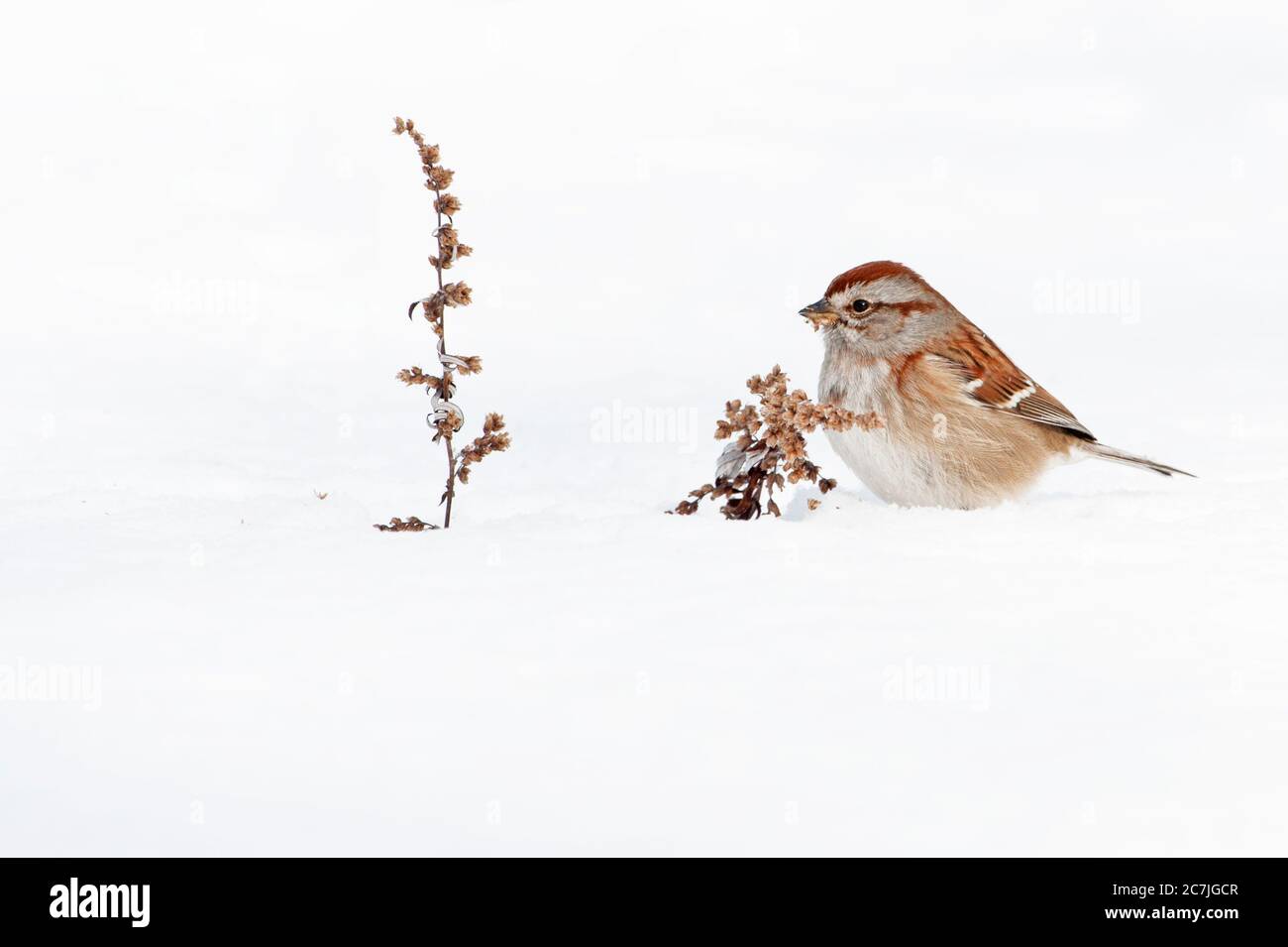 American tree sparrow in winter landscape Stock Photo - Alamy
