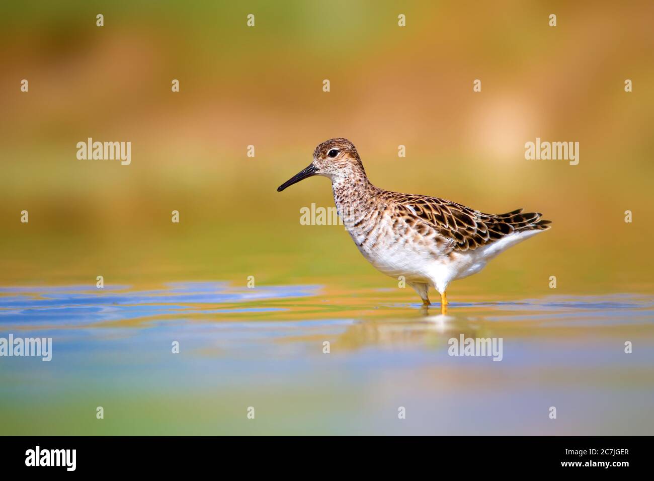 Colorful nature and birds. Common water bird. Colorful nature habitat ...