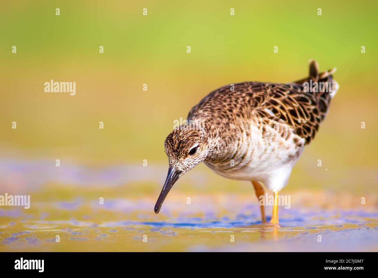 Colorful nature and birds. Common water bird. Colorful nature habitat ...