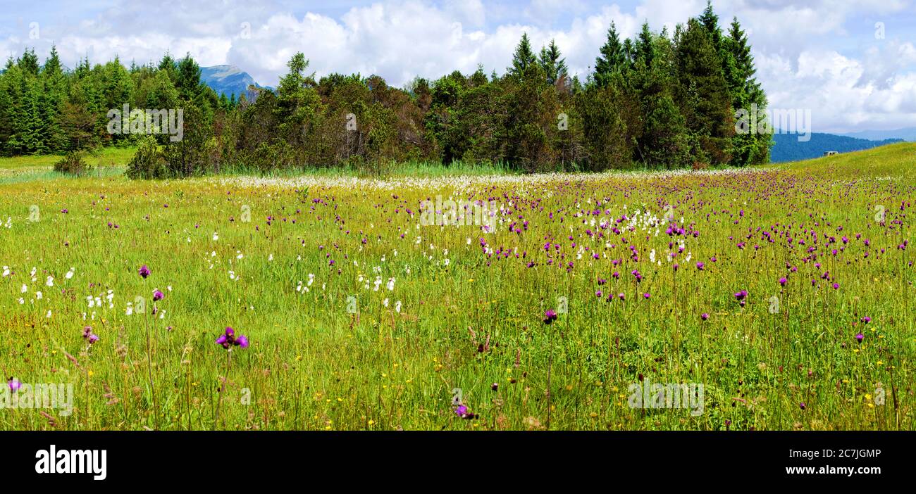 High moor wet meadow with typical flora on the hump meadows near ...
