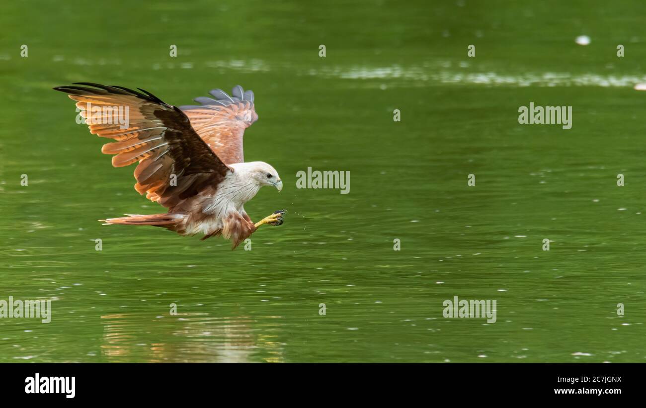Brahminy Kite swooping down above water surface Stock Photo - Alamy