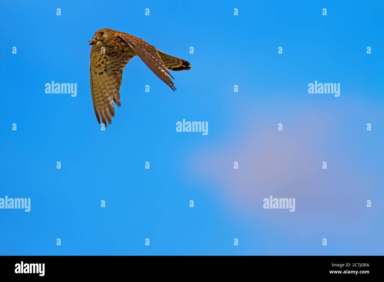 Flying falcon with hunt. Bird: Lesser Kestrel. Falco naumanni Stock ...