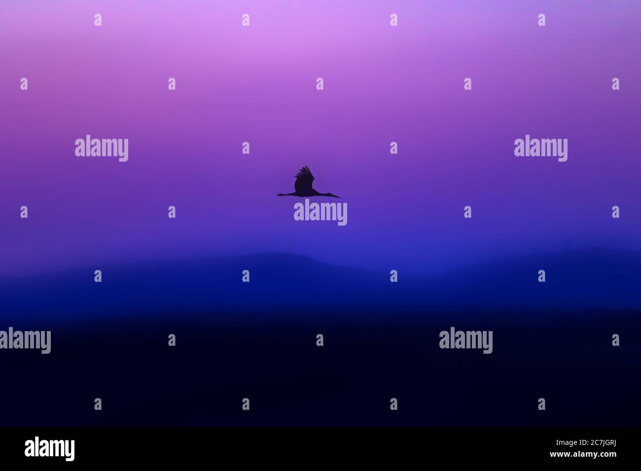 Sunset nature and birds. Colorful sunset nature background Stock Photo ...