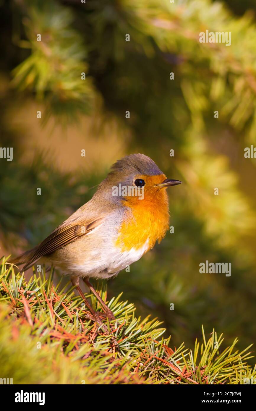Nature and cute bird robin. Nature background. Bird: European Robin ...