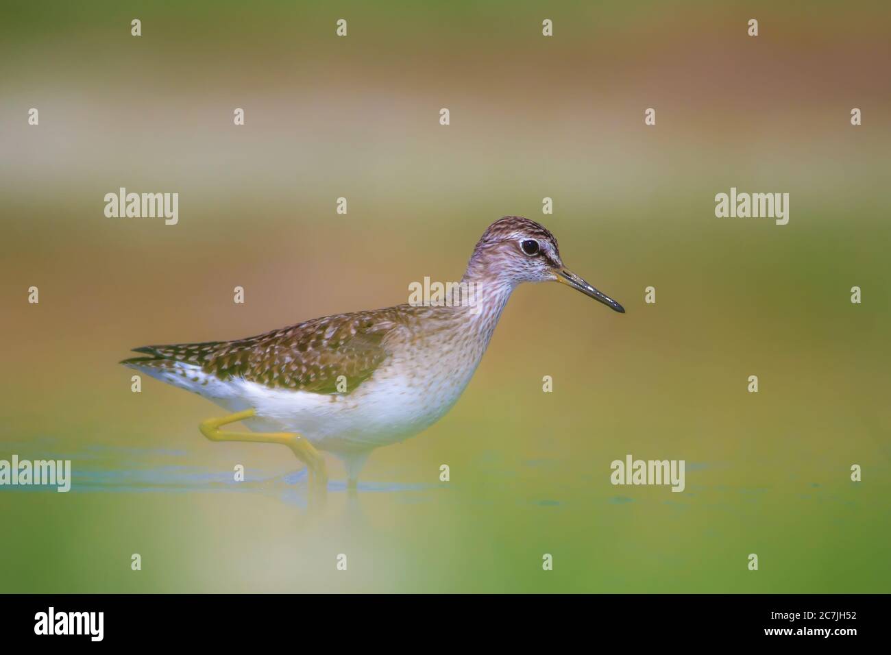 Water and bird. Sandpiper. Colorful nature background. Bird: Wood ...