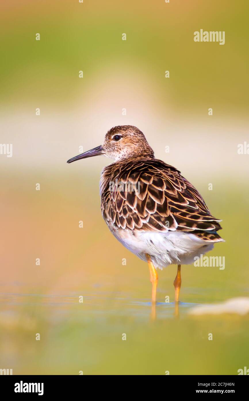 Colorful nature and birds. Common water bird. Colorful nature habitat ...