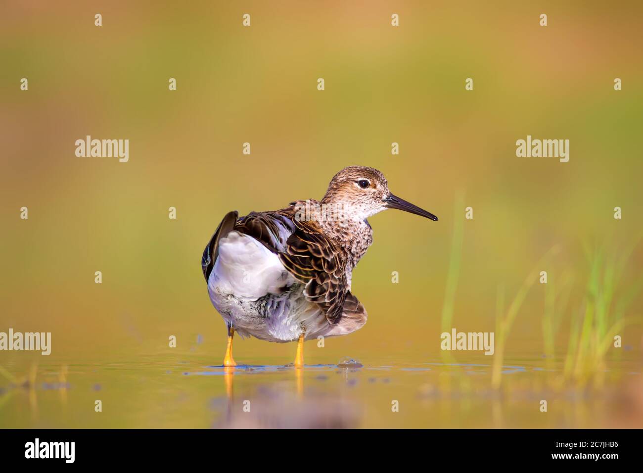 Colorful nature and birds. Common water bird. Colorful nature habitat ...